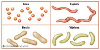 Escola Garbí - 1er cicle ESO: Els bacteris